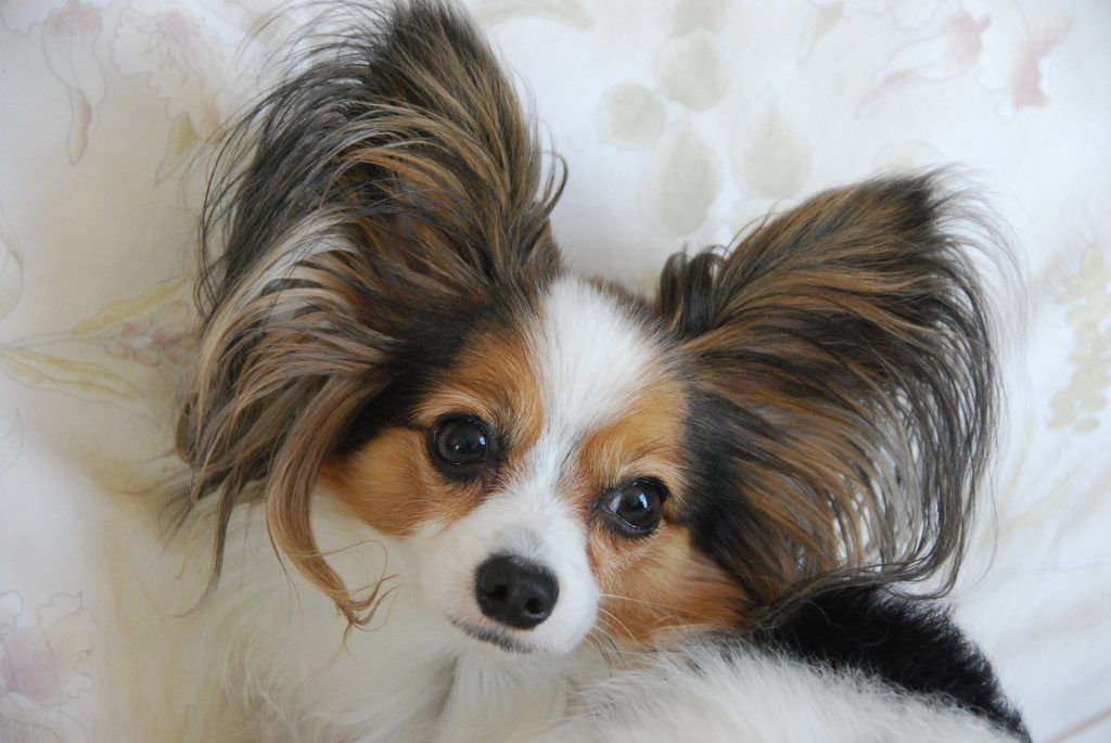 Papillon Perro - Temperamento, características, comportamiento, origen ...