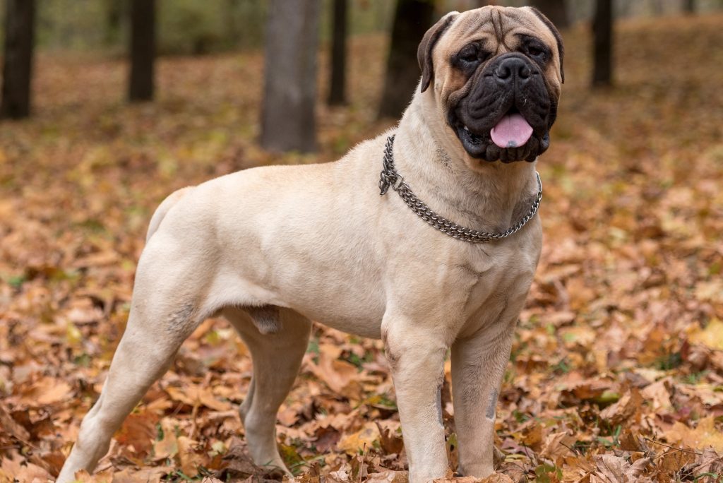 Bullmastiff, toda la información sobre la raza, características y carácter
