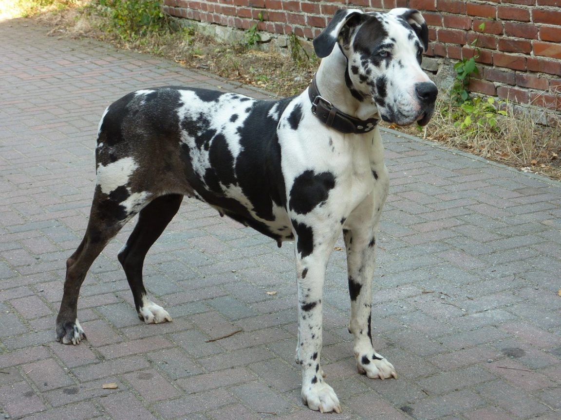 Principales diferencias entre un Dogo Alemán y el Gran Danés
