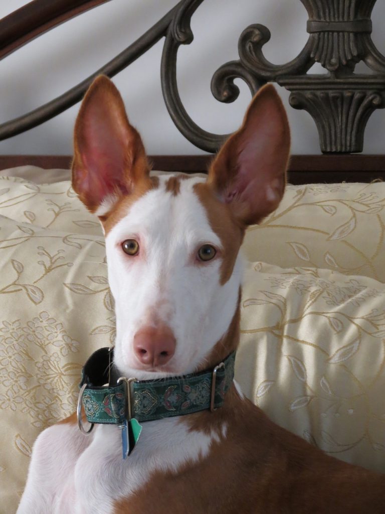 Podenco, características, temperamento y tipos de podenco