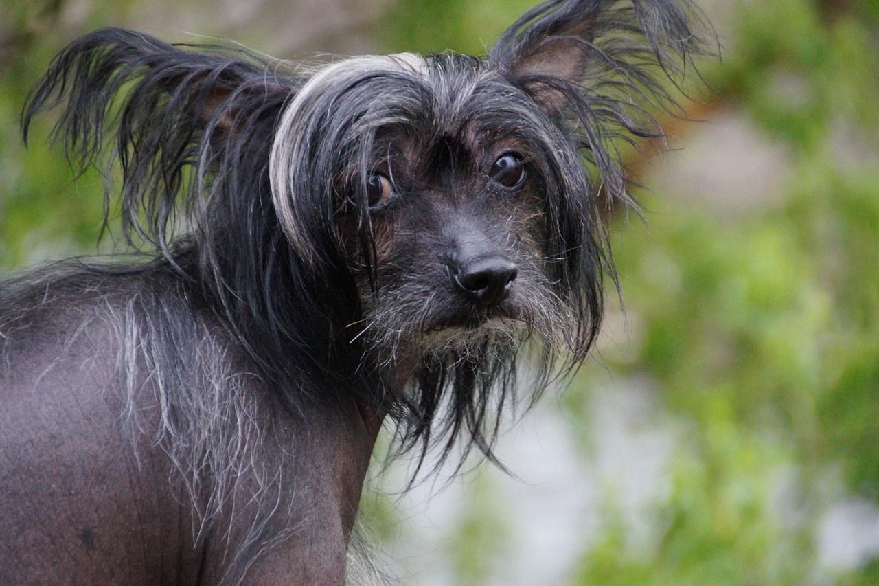 Cuáles son los perros más feos del mundo - Demascotas.info
