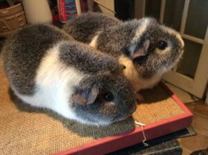 Cobaya rex - Demascotas.info