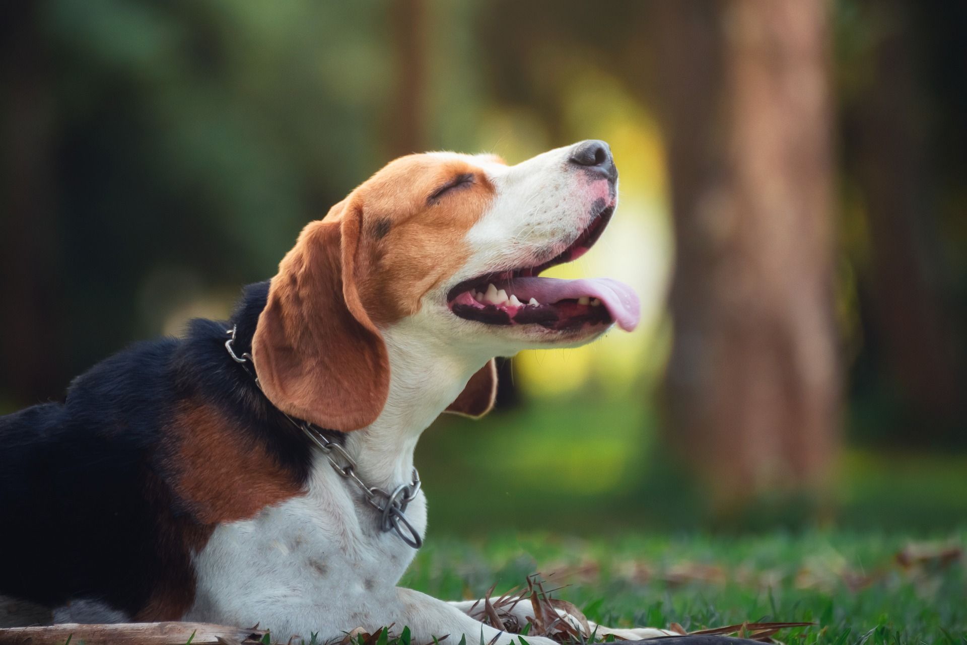 ¿Cuántos tipos de beagle existen? - Demascotas.info