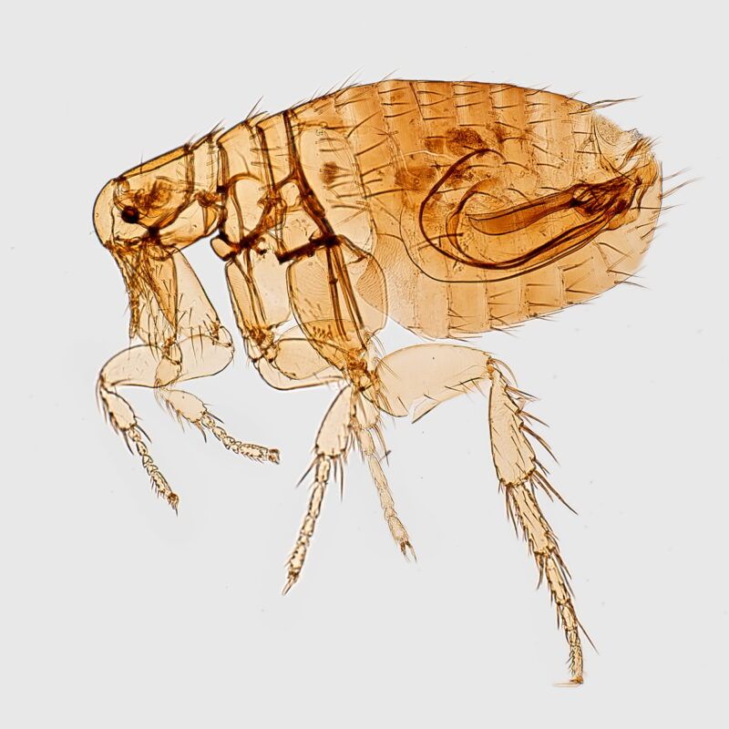Cómo son las pulgas | Características, tipos, enfermedades…