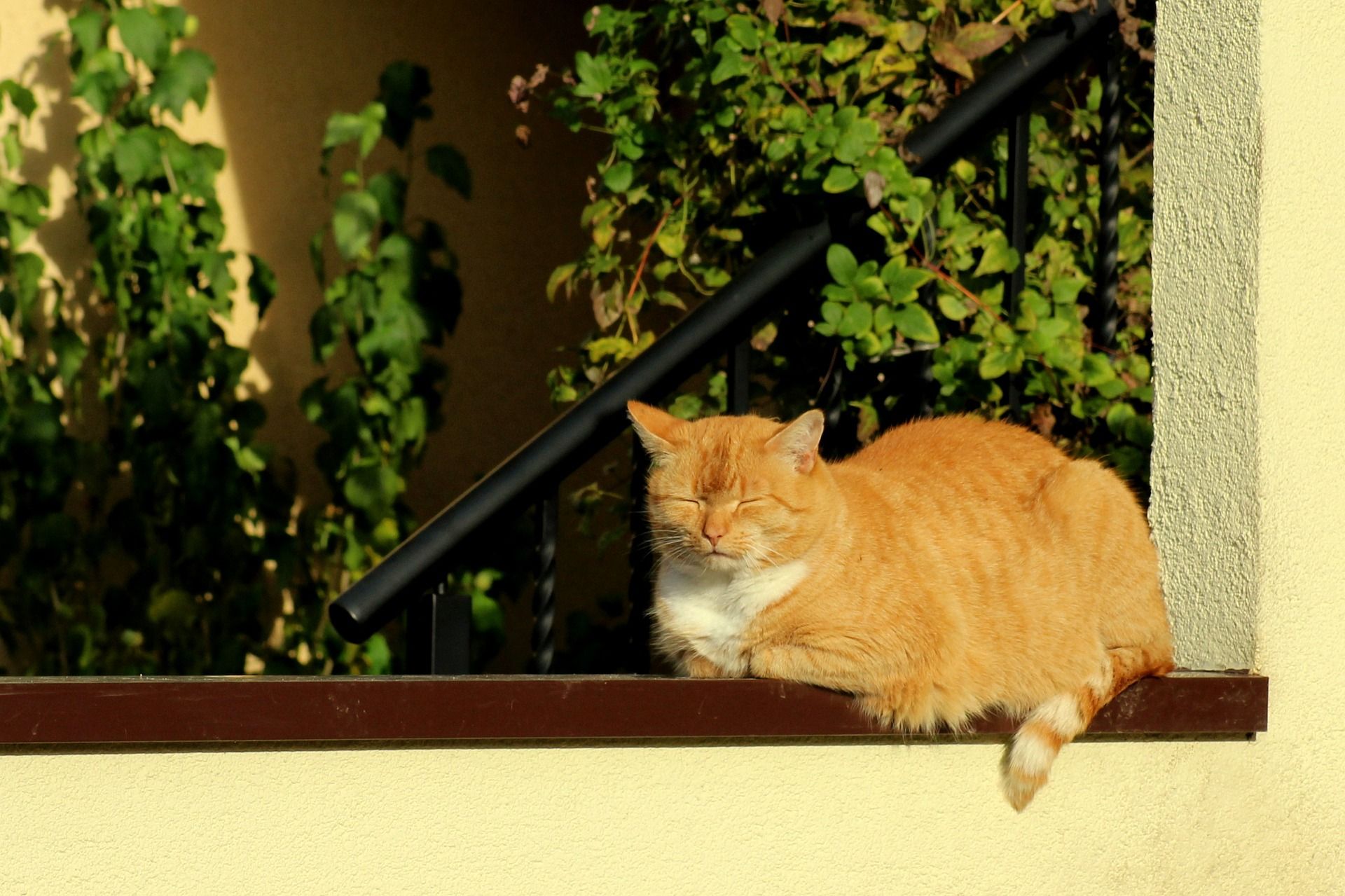 ¿Qué hago si mi gato tiene calor? | Consejos - Demascotas.info