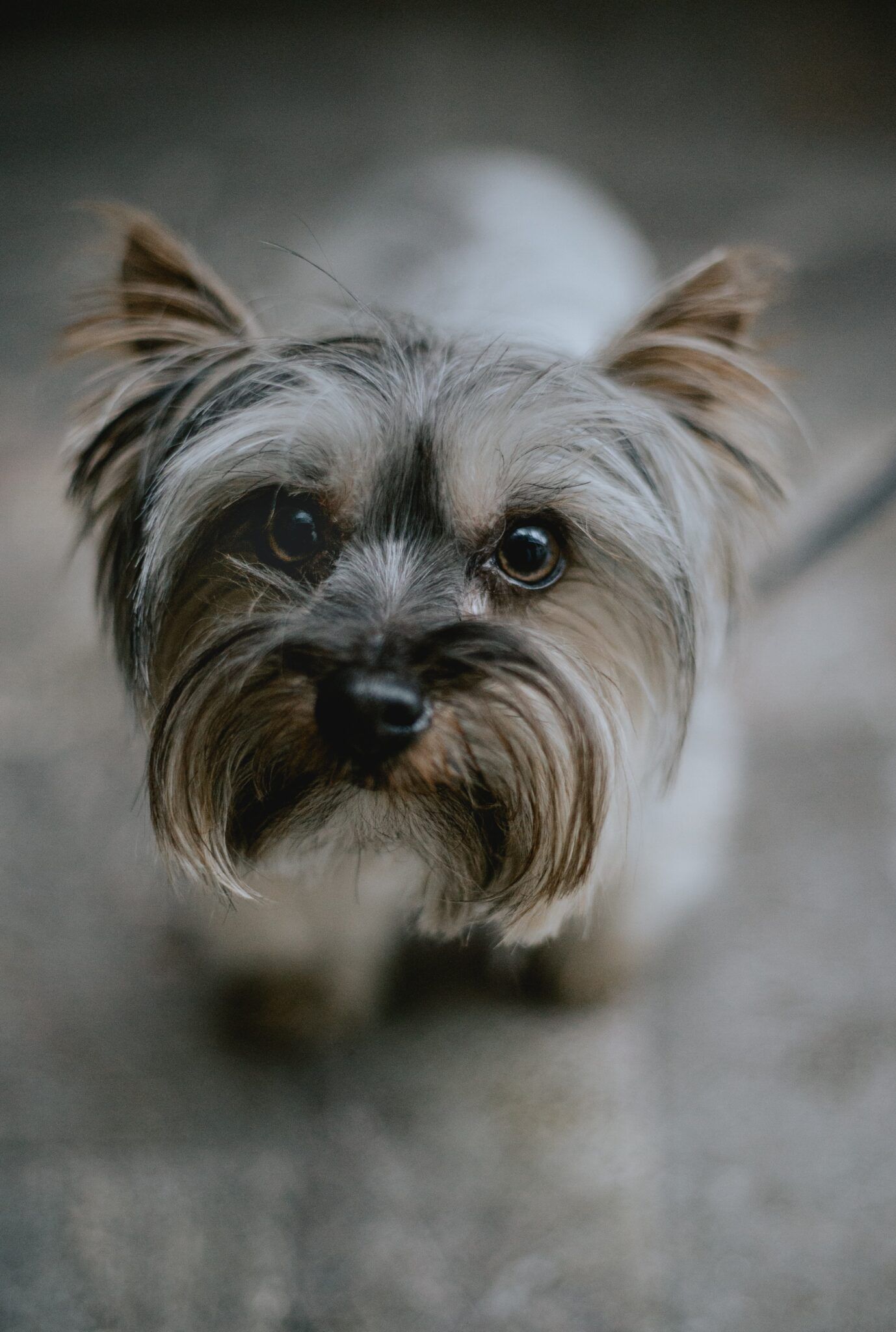 ¿Por qué salen granos a los perros? | Descúbrelo - Demascotas.info