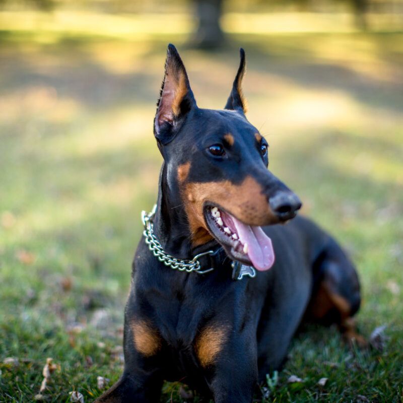 Estos son los mejores perros guardianes - Demascotas.info