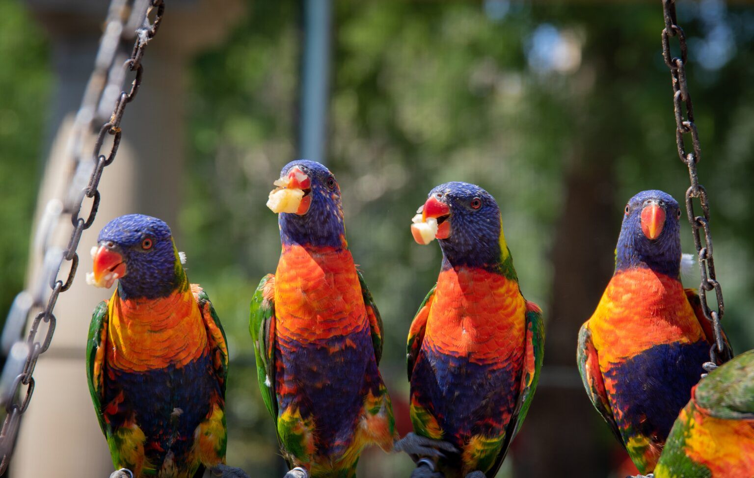 ¿Qué comida comen los loros? ️ Alimentación Loros