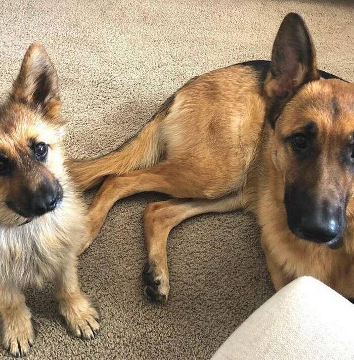 ¿Por qué mi perro tiene mocos? 【Solución】🐶 Demascotas.info