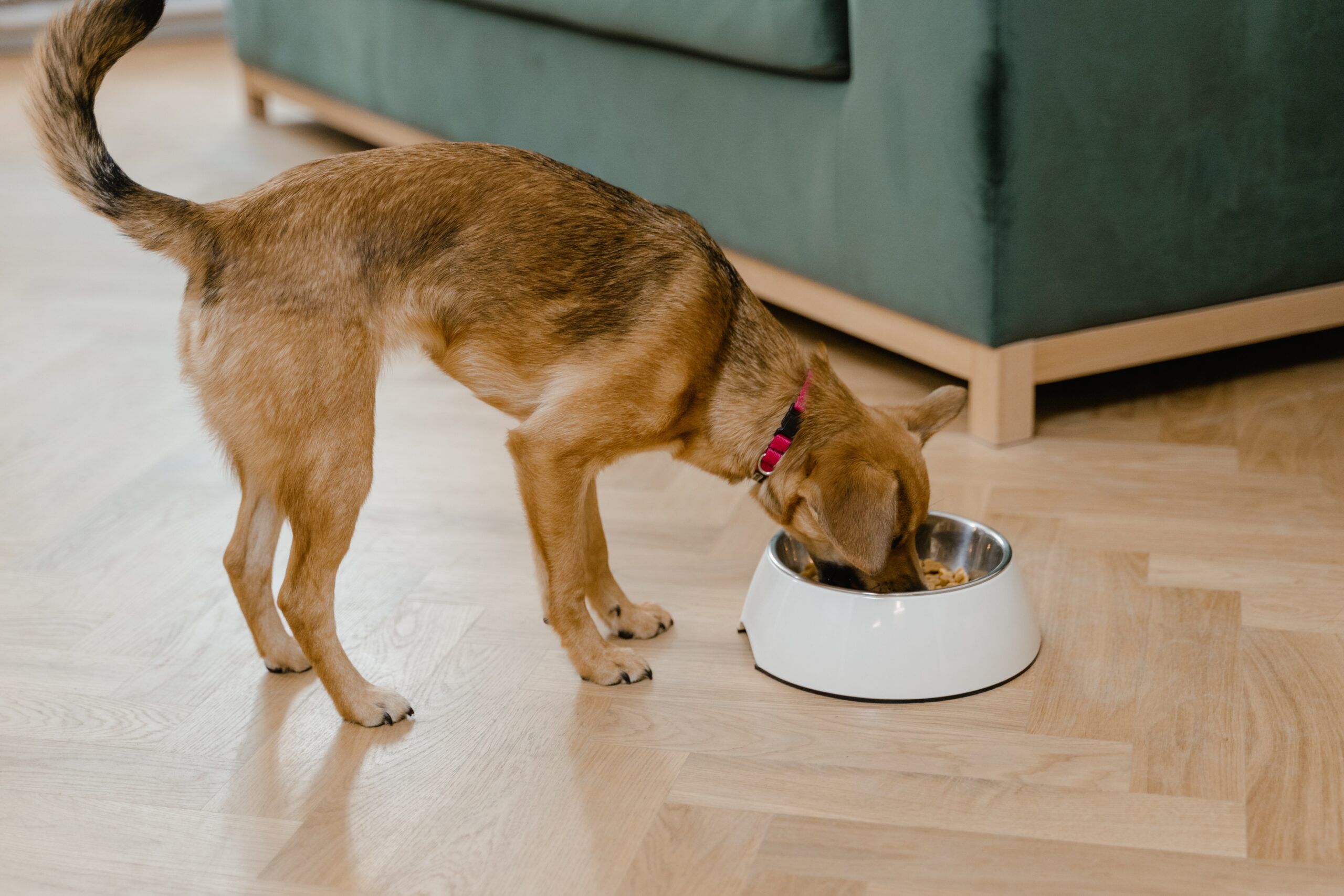 Los mejores piensos para perros con mejor relación calidad-precio ...
